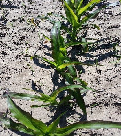 Fallow Corn Syndrome: Causes & Prevention