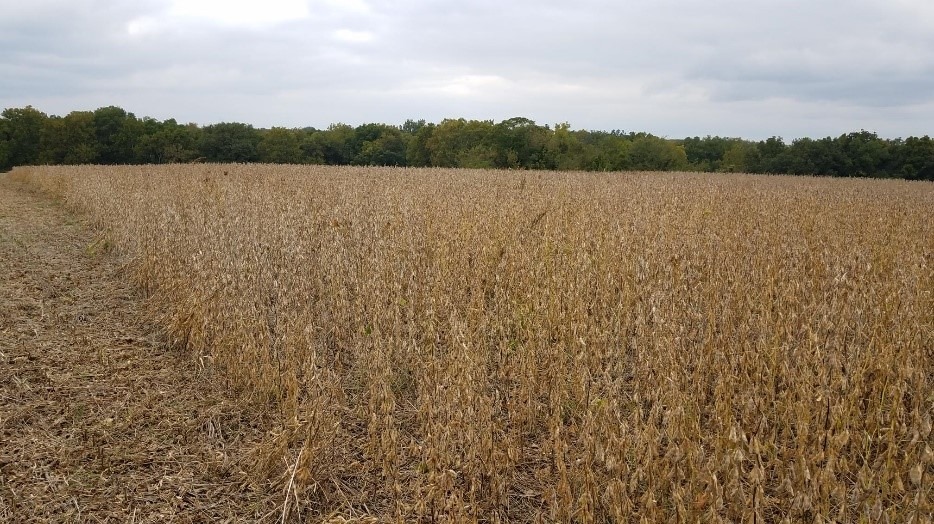 Rolled Cereal Rye Update from Missouri – John Viertel | Soil Service, Inc.