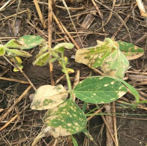 Elist Speckling & Drooping – E 3 Beans – John Viertel - Soil Service, Inc